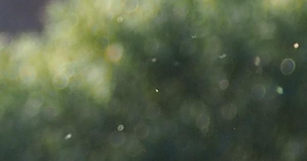 Are your allergies bothering you more? You can thank climate change ...